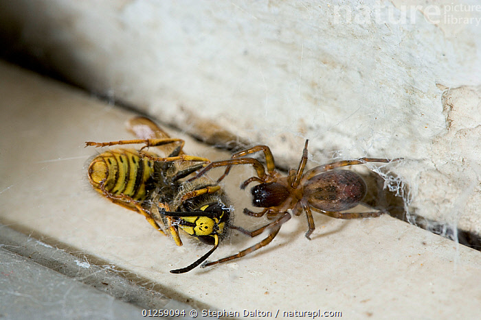 Stock photo of Common lace weaver / funnel web spider (Amaurobius ...