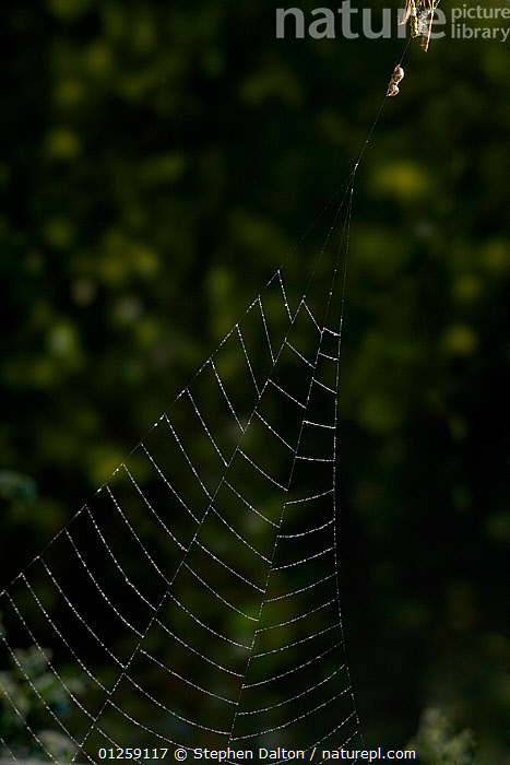 Stock photo of Triangle web spider (Hyptiotes paradoxus) lying in wait ...