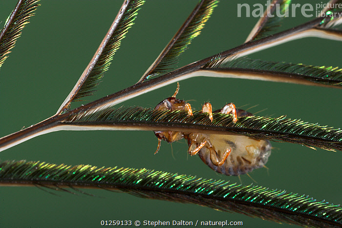 Stock photo of Bird louse {Philopteridae} gripping peacock's feather ...
