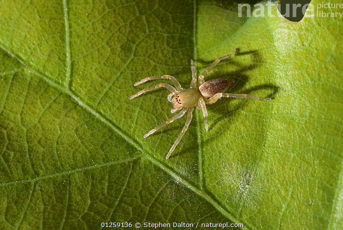 Stock photo of Sac spider (Clubiona sp) on leaf, UK. Notice early ...