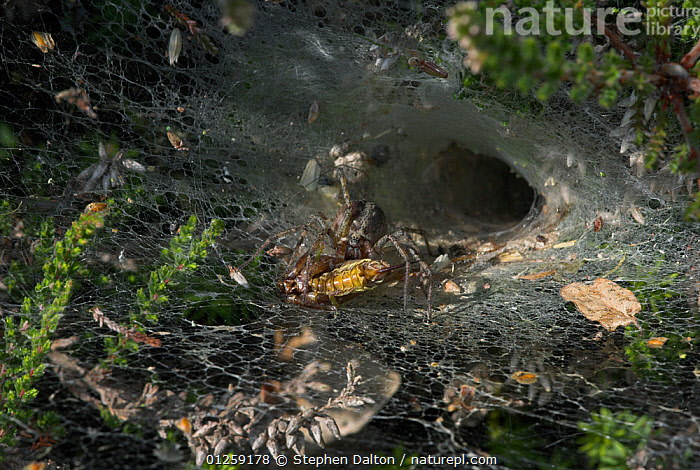 Stock photo of Labyrinth spider (Agelena labyrinthica) on funnel web ...