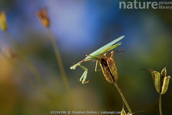 Stock photo of Ethiopian praying mantis {Miomantis abyssinica} on ...