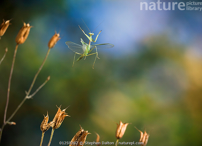 Stock photo of Ethiopian praying mantis (Miomantis abyssinica) in ...