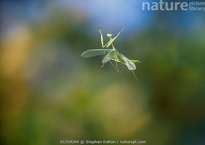 Stock photo of Ethiopian praying mantis {Miomantis abyssinica} in ...