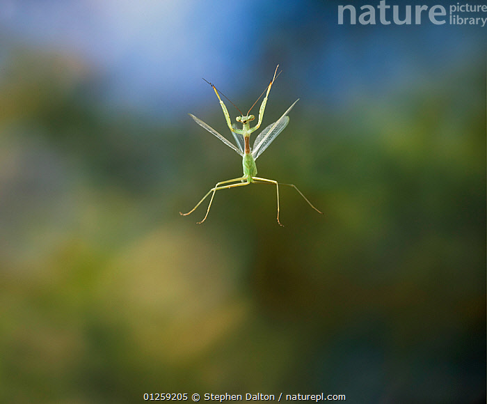 Stock photo of Ethiopian praying mantis (Miomantis abyssinica) in ...