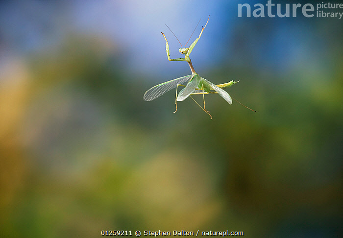 Stock photo of Ethiopian praying mantis {Miomantis abyssinica} in ...