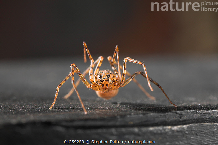 Stock photo of Spitting spider (Scytodes thoracica) UK, Scytodidae ...