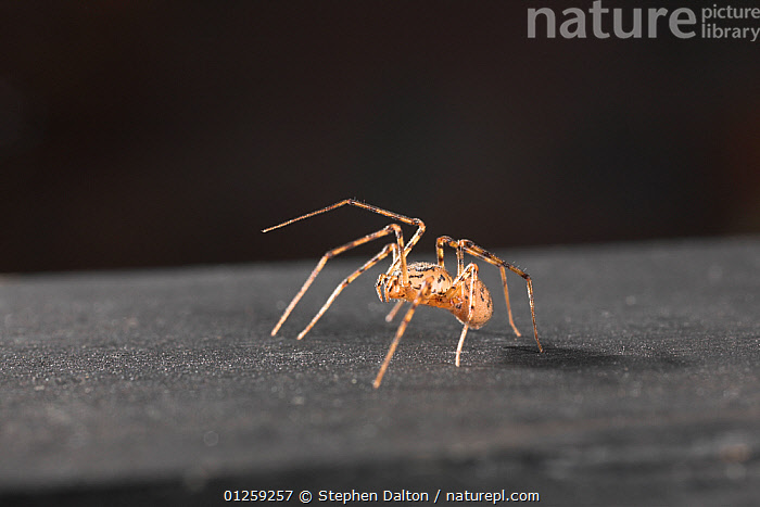 Stock photo of Spitting spider (Scytodes thoracica) UK, Scytodidae ...