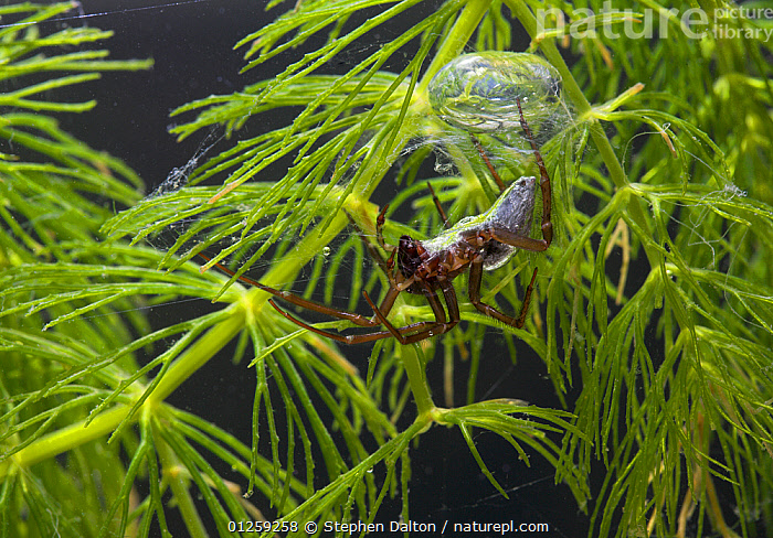 Stock photo of European water spider {Argyroneta aquatica} underwater ...