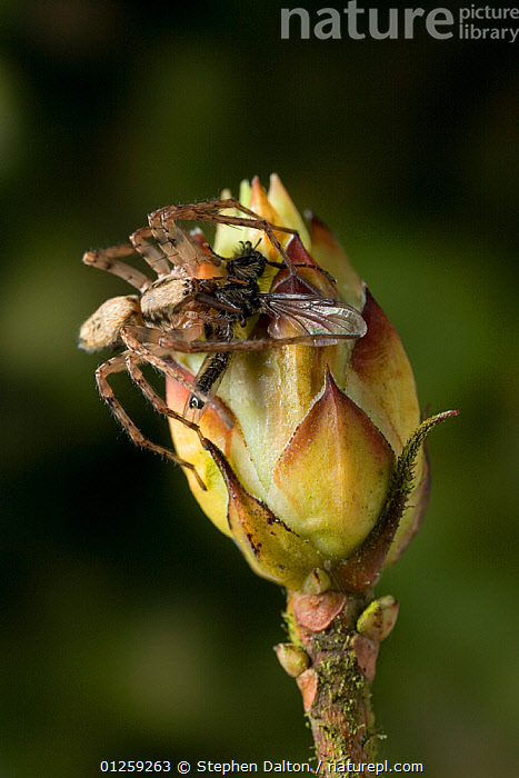 Stock photo of Buzzing spider (Anyphaena accentuata) on bud with insect ...