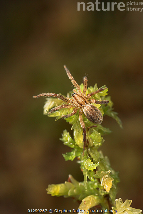Stock photo of Ghost spider (Zora sp) UK, Zoridae. Available for sale ...