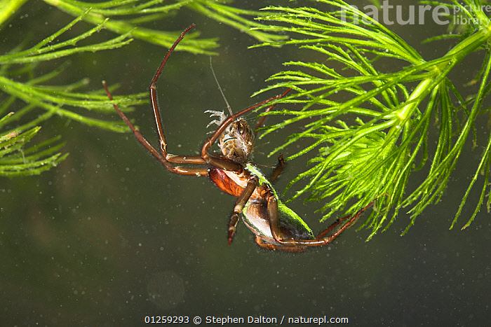 Stock photo of Water spider (Argyroneta aquatica) underwater, with ...