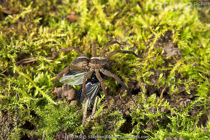 Stock photo of Wolf spider (Trochosa ruricola) with fly prey, UK ...