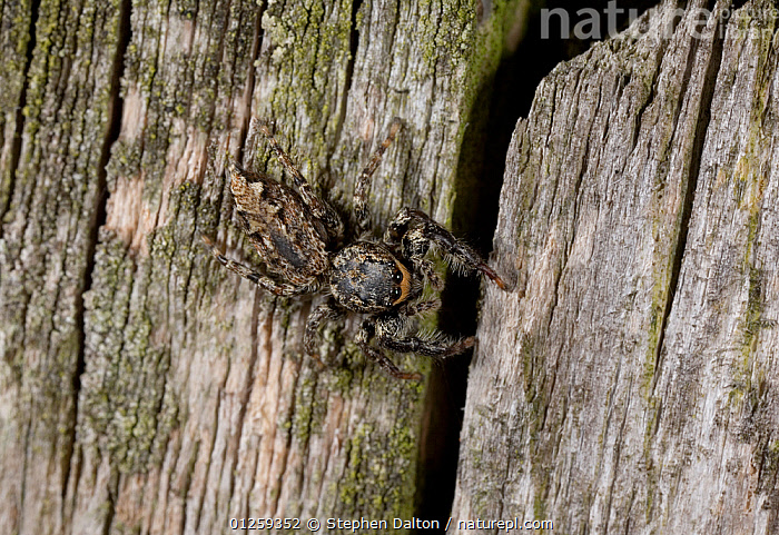 Stock photo of Fence post jumping spider (Marpissa muscosa) camouflaged ...