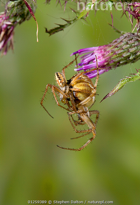 Stock photo of Orb weaver spider (Neoscona adianta) courthsip behaviour ...