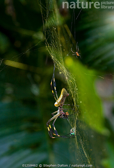 Stock photo of Golden silk spider (Nephila clavipes) female and male ...