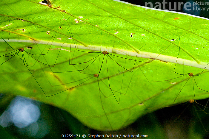 Stock photo of Group of Harvestmen (Opiliones) on leaf, UK. Available ...