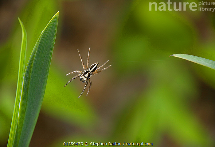 Stock photo of Pantropical jumping spider (Plexippus paykulli) jumping ...