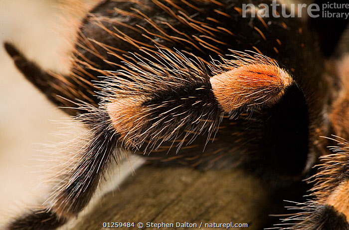 Stock photo of Close up of leg of Mexican red-knee tarantula spider ...