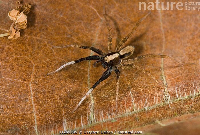 Stock photo of Wolf spider (Lycosidae) with white feet to attract ...