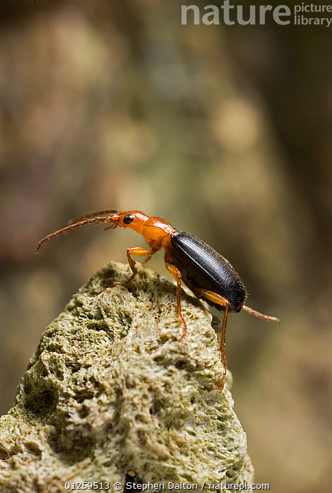 Stock photo of Bombardier beetle (Brachinus explodens) UK, Carabidae ...