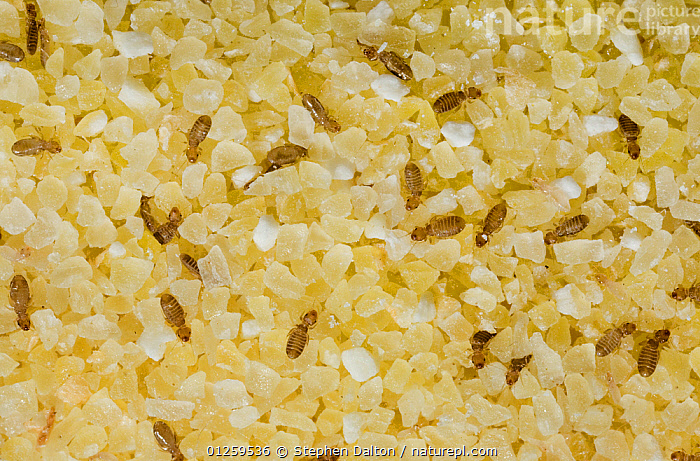 Stock photo of Lice (Psocoptera) amongst grains of semolina, UK ...