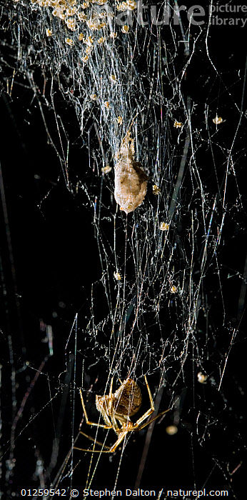 Stock photo of American house spider (Achaearenia tepidariorum) with ...