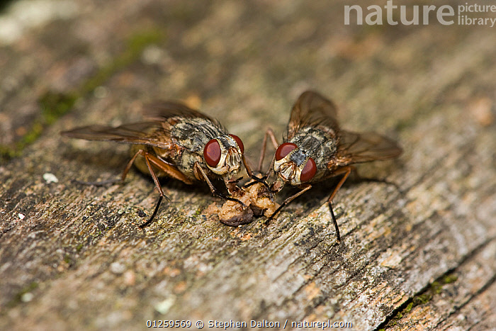 Stock photo of Muscid flies feeding, UK. Available for sale on www ...