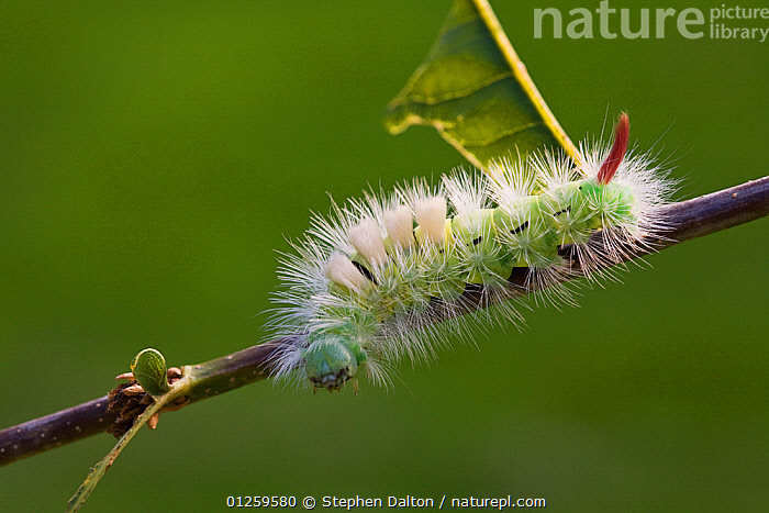 Stock photo of Caterpillar larva of the Pale tussock moth (Calliteara ...