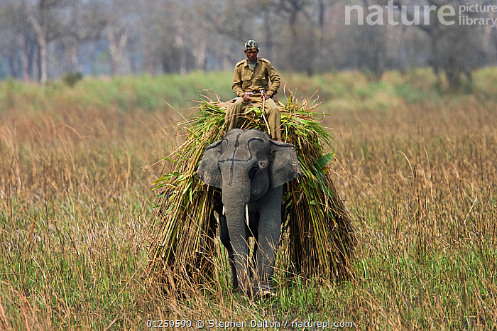 Stock photo of Domesticated Indian elephant {Elephas maximus} bull ...