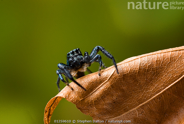 Stock photo of Jumping spider (Salticidae) Assam, India. Available for ...