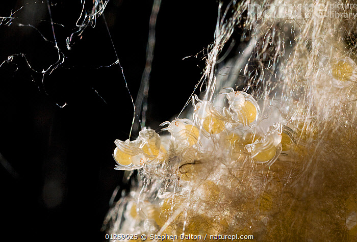 Stock photo of Spiderlings of American House spider {Parasteatoda ...