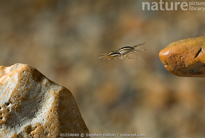 Stock photo of Jumping spider (Phlegra fasciata) leaping, UK ...