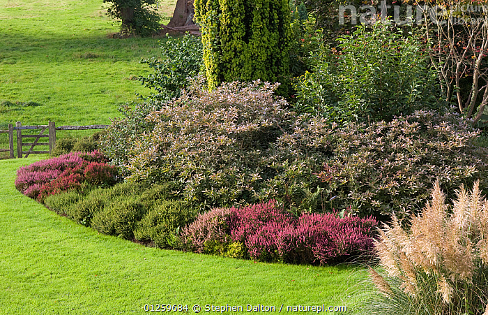 Stock photo of Heather bed in a Sussex garden, UK. Available for sale ...