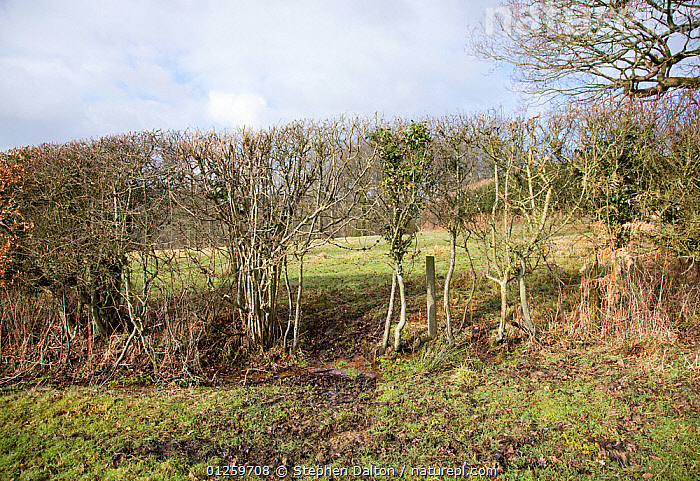 Stock photo of Hedge damage caused by Fallow deer {Dama dama} Sussex ...