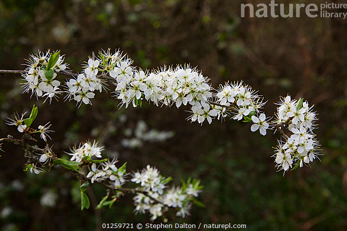 Stock photo of Blackthorn / Sloe bush blossom (Prunus spinosa) UK ...