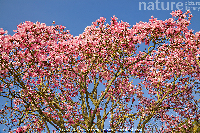 Stock photo of Magnolia {Magnolia sp} tree in flower, UK. Available for ...