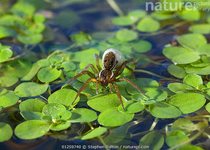 Stock photo of Pirate pond spider (Pirata piraticus) on pond with egg ...