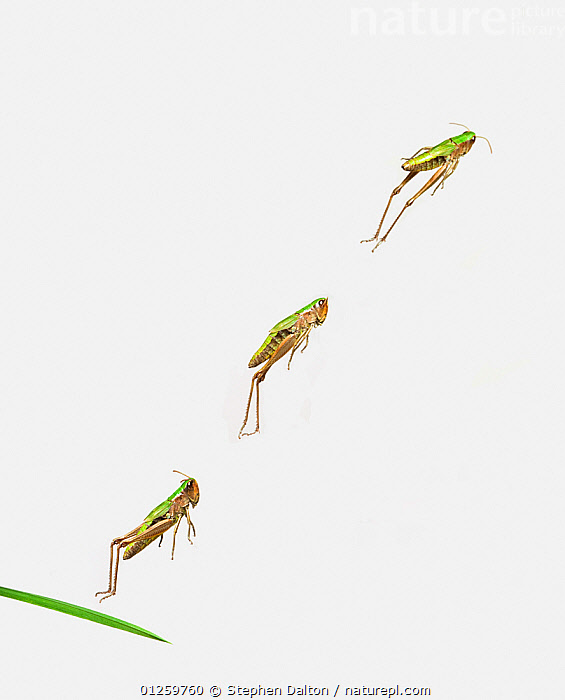 Stock photo of Meadow grasshopper (Chorthippus parallelus) jumping ...