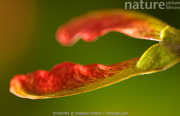 Stock photo of Norway maple seed {Acer platanoides} UK. Available for ...
