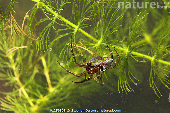 Stock photo of European water spider {Argyroneta aquatica} underwater ...
