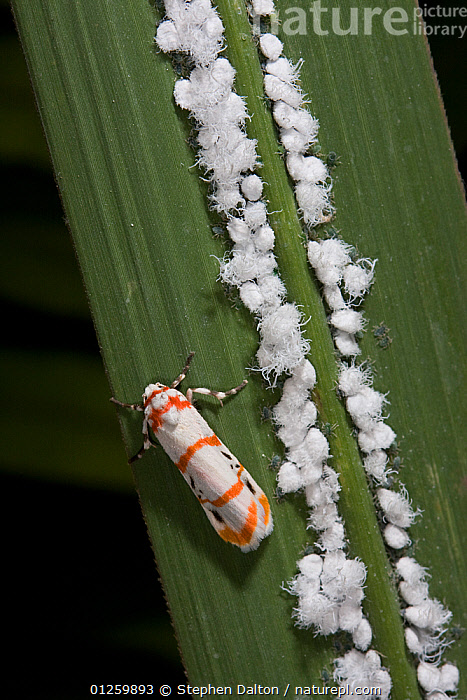 Stock photo of Woolly aphids and colourful moth, Assam, India ...