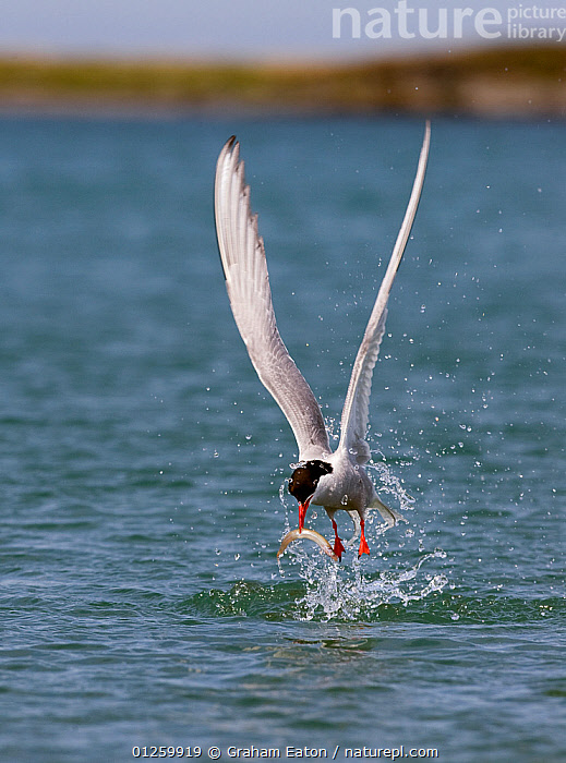 Stock photo of Arctic Tern (Sterna paradisaea) fishing for sandeel ...