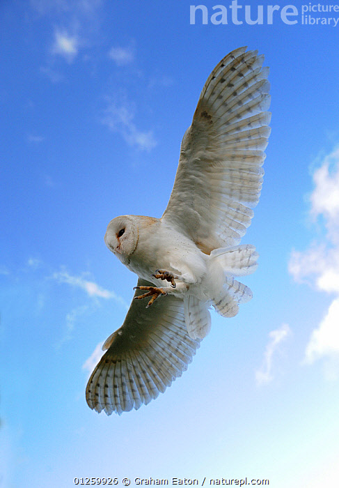 Stock photo of Barn Owl (Tyto alba) swooping down to catch prey ...