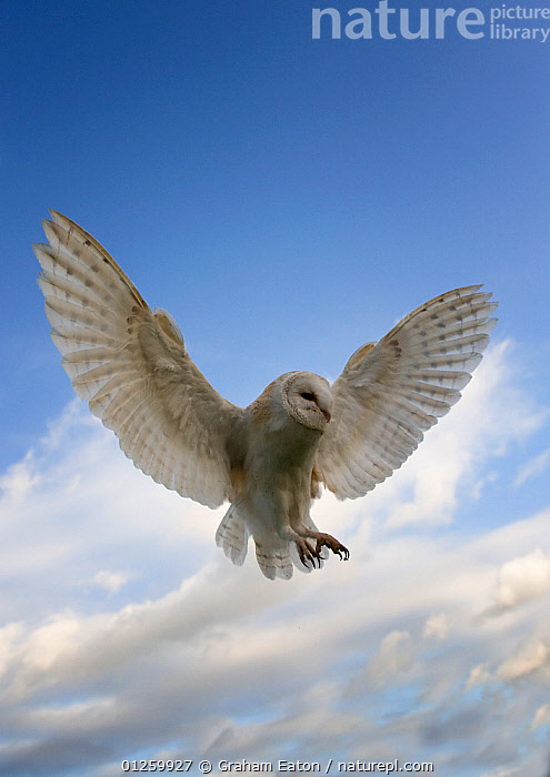 Stock photo of Barn Owl (Tyto alba) swooping to catch prey, captive ...