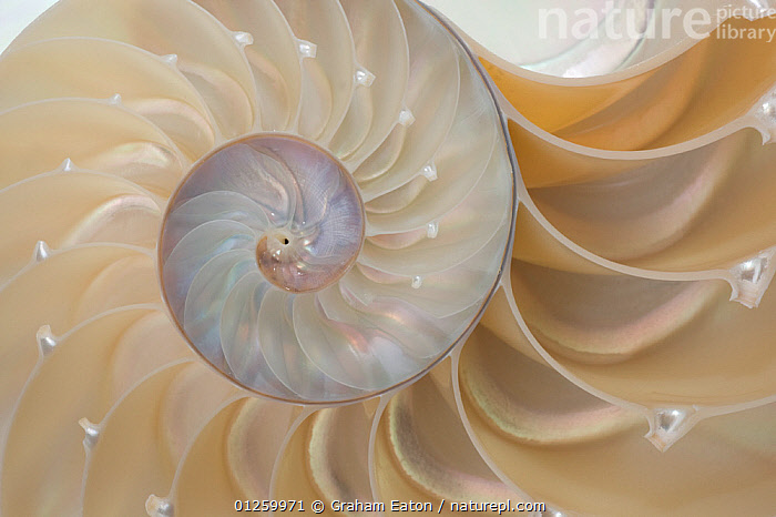 Stock photo of Shell of Chambered nautilus (Nautilus pompilius) cut in ...