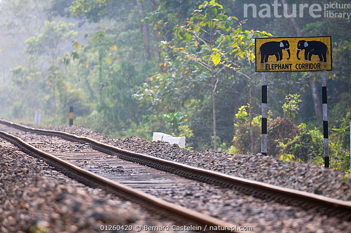 Stock photo of 'Elephant crossing' sign near railroad track in the ...
