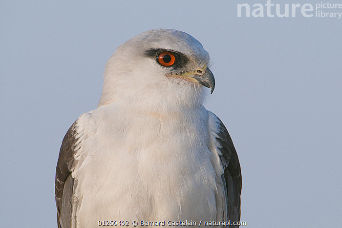 Stock photo of Black-shouldered Kite (Elanus caeruleus) portrait ...