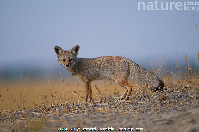 Stock photo of Indian / Bengal Fox (Vulpes bengalensis) Rajasthan ...