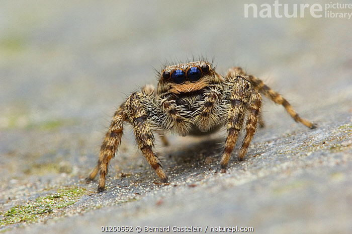 Stock photo of Fence post jumping spider (Marpissa muscosa) Brasschaat ...